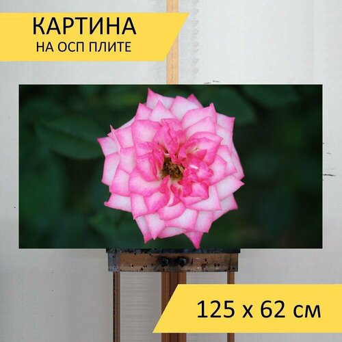 Картина на ОСП 125х62 см. "Макрос, цветок, розовый" горизонтальная, для интерьера, с креплениями