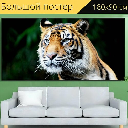 Большой постер "Тигр, животное, зоопарк" 180 x 90 см. для интерьера