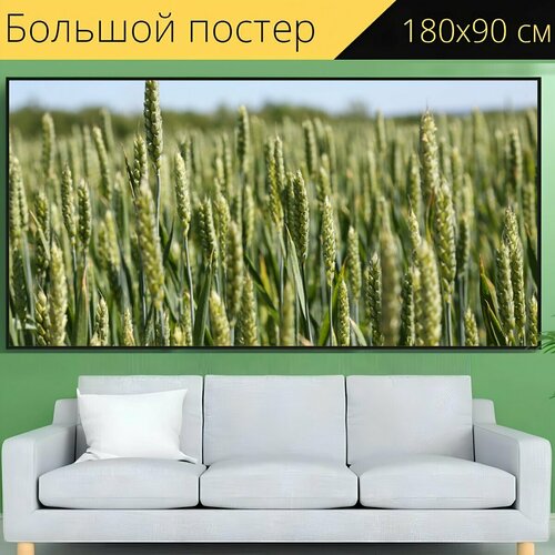 Большой постер "Пшеница, колос, поле" 180 x 90 см. для интерьера
