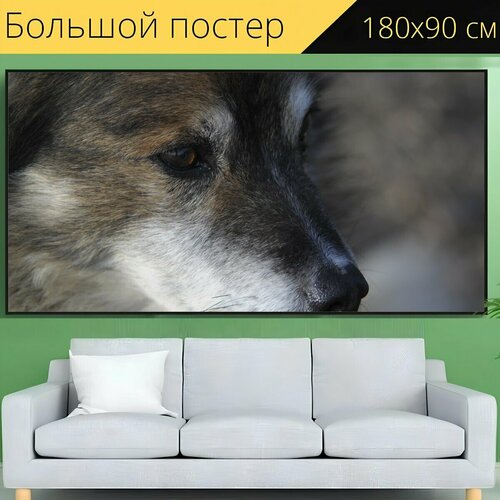 Большой постер "Собака, животное, волк" 180 x 90 см. для интерьера