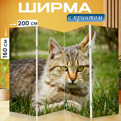 Ширма перегородка с принтом "Кошка, котенок, домашний питомец" на холсте - 200x160 см. для зонирования, раскладная
