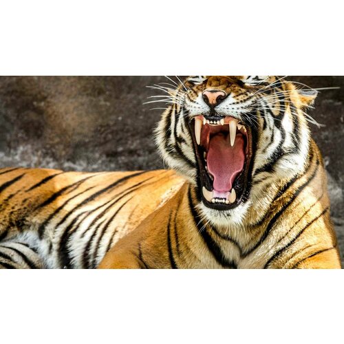 Картина на холсте 60x110 LinxOne "Тигры тигр хищник зевок зверь" интерьерная для дома / на стену / на кухню / с подрамником