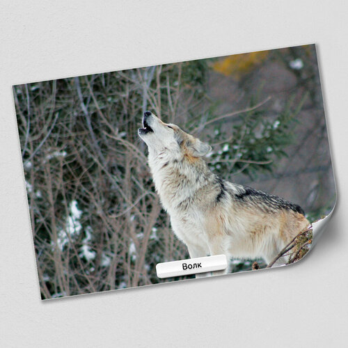 Интерьерный постер, анималистичный плакат "Волк" / А-4 (30x21 см.)
