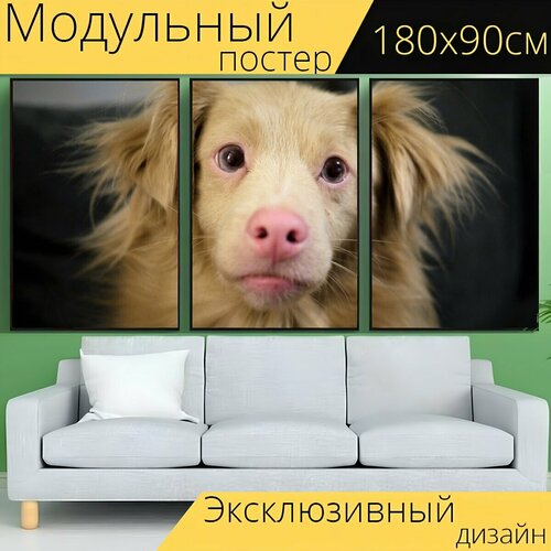 Модульный постер "Собака, альбинос, животное" 180 x 90 см. для интерьера