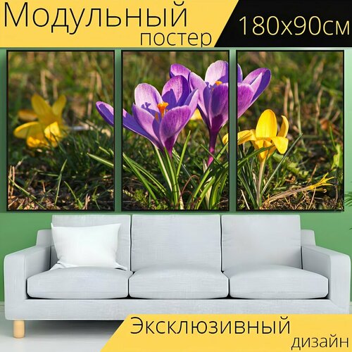 Модульный постер "Крокусы, весна, цветок" 180 x 90 см. для интерьера