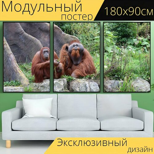 Модульный постер "Орангутанг, обезьяна, примат" 180 x 90 см. для интерьера