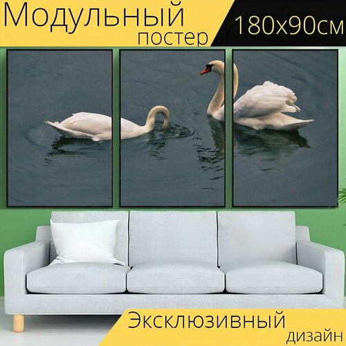 Модульный постер "Лебеди, пара, озеро" 180 x 90 см. для интерьера