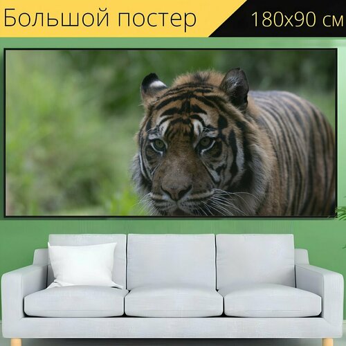 Большой постер "Тигр, хищник, зоопарк" 180 x 90 см. для интерьера