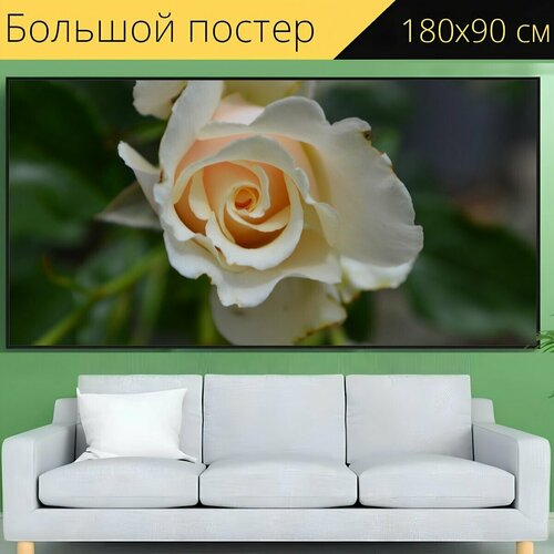 Большой постер "Роза, цветок, завод" 180 x 90 см. для интерьера