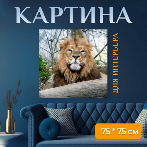 Картина на холсте "Лев, зоопарк, животное" на подрамнике 75х75 см. для интерьера