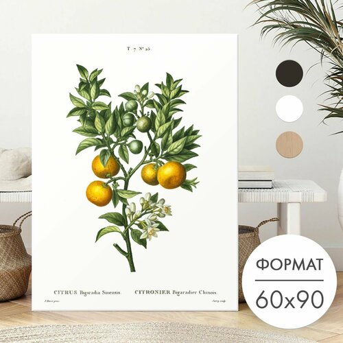 Плакат Постер 60х90 без рамки "Ветка мандарина" для интерьера