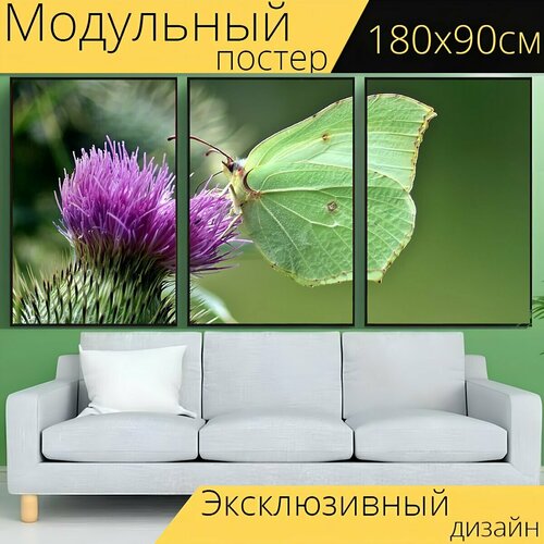 Модульный постер "Крушинница, бабочка, бабочки" 180 x 90 см. для интерьера