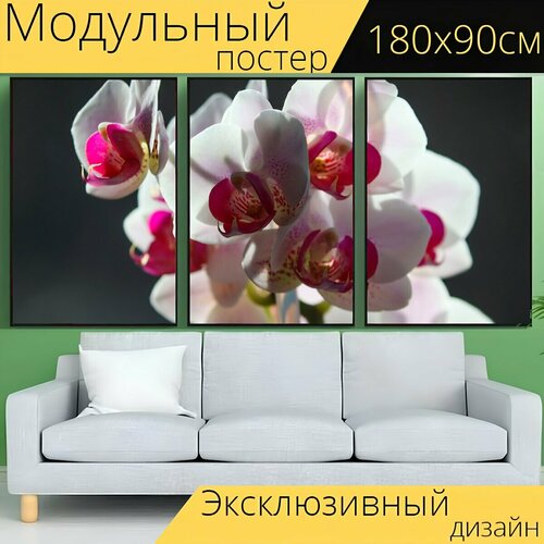 Модульный постер "Орхидея, декоративное растение, орхидные" 180 x 90 см. для интерьера