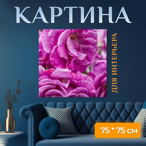 Картина на холсте "Лепестки роз, розовый куст, фиолетовый" на подрамнике 75х75 см. для интерьера