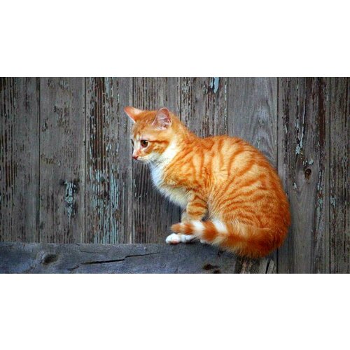 Картина на холсте 60x110 LinxOne "Глаза кот рыжий взгляд" интерьерная для дома / на стену / на кухню / с подрамником