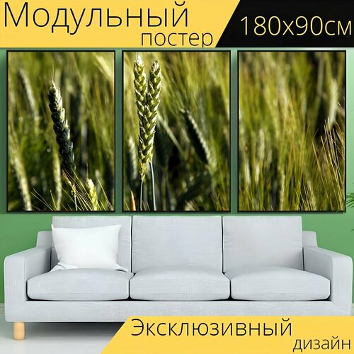 Модульный постер "Поле, пшеница, сельское хозяйство" 180 x 90 см. для интерьера