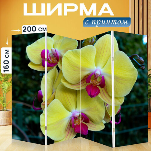 Ширма перегородка с принтом "Орхидея, орхидные, фаленопсис" на холсте - 200x160 см. для зонирования, раскладная