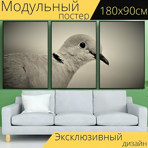 Модульный постер "Турецкая горлица, птица, голубь" 180 x 90 см. для интерьера