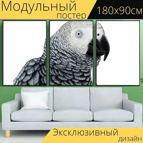 Модульный постер "Серый, попугай, милый" 180 x 90 см. для интерьера