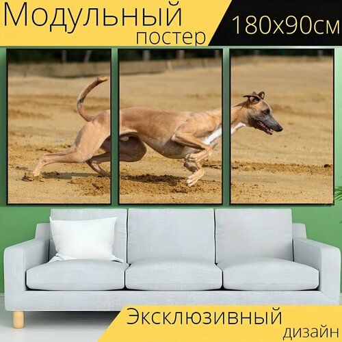 Модульный постер "Собака, борзая, домашнее животное" 180 x 90 см. для интерьера