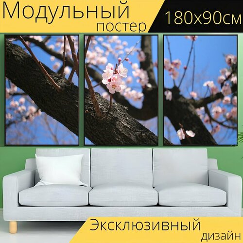 Модульный постер "Вишни в цвету, цветок, весна" 180 x 90 см. для интерьера