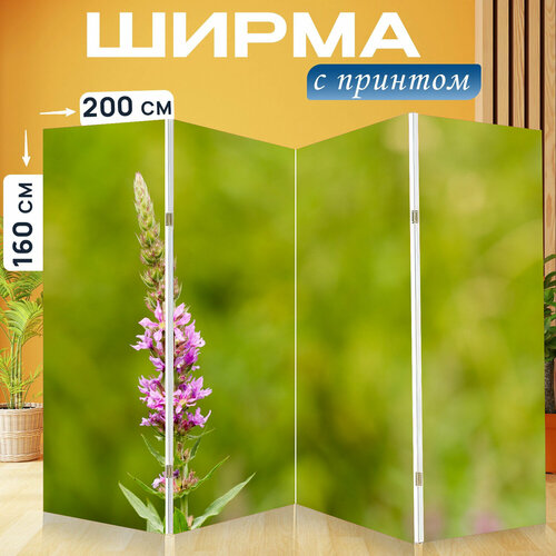 Ширма перегородка с принтом "Вербейник, цветок, природа" на холсте - 200x160 см. для зонирования, раскладная