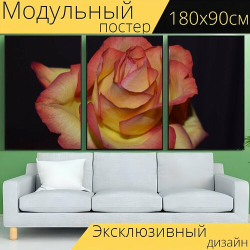 Модульный постер "Роза, цветы, лепесток" 180 x 90 см. для интерьера