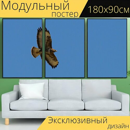 Модульный постер "Канюк, летающий, парящий" 180 x 90 см. для интерьера