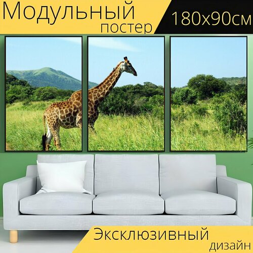 Модульный постер "Южная африка, жирафа, парк" 180 x 90 см. для интерьера
