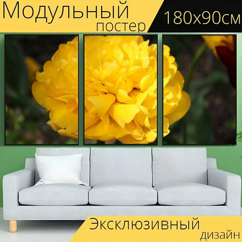 Модульный постер "Желтый, цветок, лепестки" 180 x 90 см. для интерьера