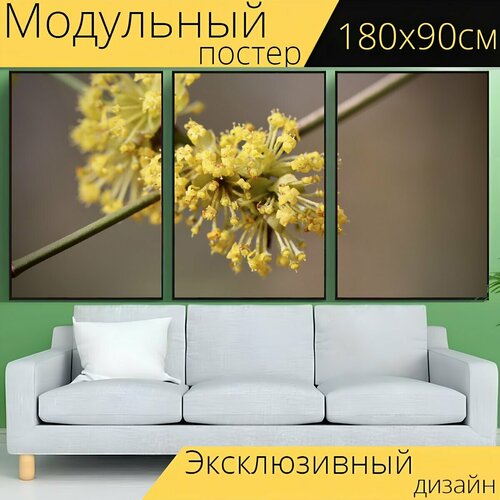 Модульный постер "Гамамелис, цветущая ветка, ведьма гамамелис" 180 x 90 см. для интерьера