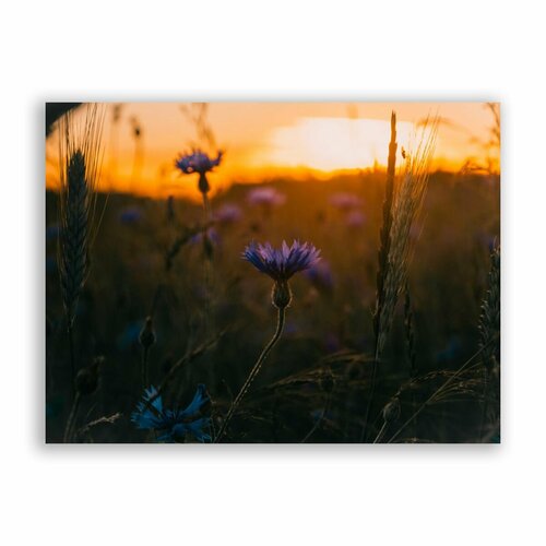Постер цветы на бумаге / Василёк / Размер 30 x 40 см