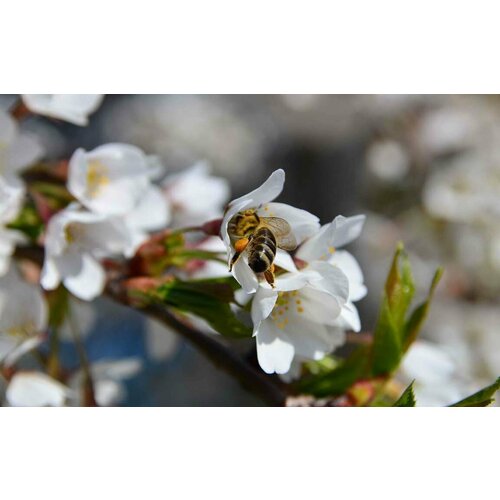 Картина на холсте 60x110 LinxOne "Пчела, цветение, опыление, вишня" интерьерная для дома / на стену / на кухню / с подрамником