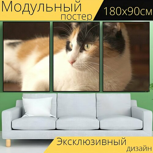 Модульный постер "Кот, домашнее животное, молодой кот" 180 x 90 см. для интерьера