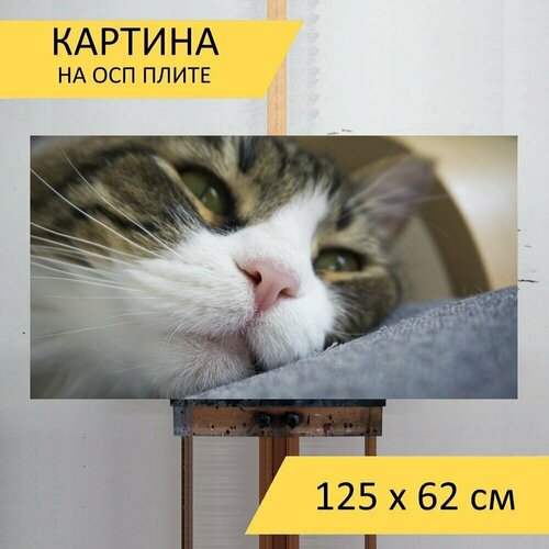Картина на ОСП 125х62 см. "Кошка, животное, симпатичные" горизонтальная, для интерьера, с креплениями