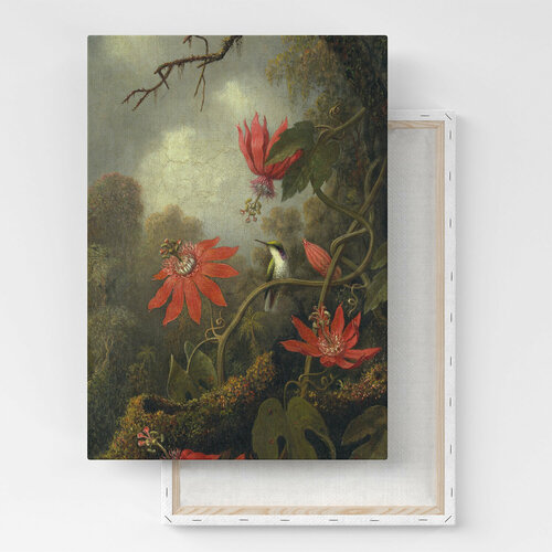 Картина на холсте, репродукция / Мартин Джонсон Хед - Hummingbird / Размер 60 x 80 см