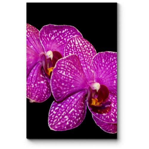 Модульная картина Тропическая орхидея 60x90