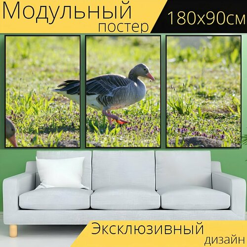 Модульный постер "Гуси, серые гуси, птицы" 180 x 90 см. для интерьера