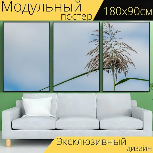 Модульный постер "Тростник, соцветие, трава" 180 x 90 см. для интерьера