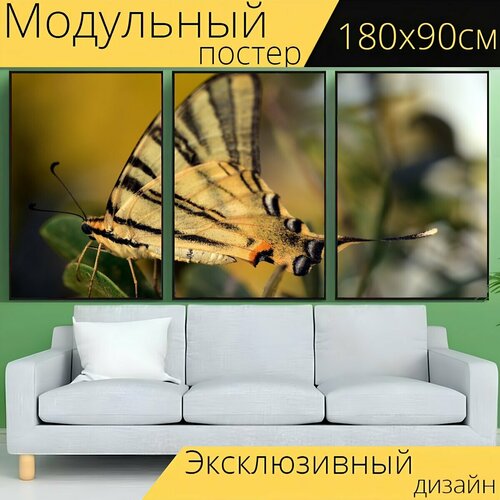 Модульный постер "Ласточкин хвост, папилио махаон, бабочка" 180 x 90 см. для интерьера