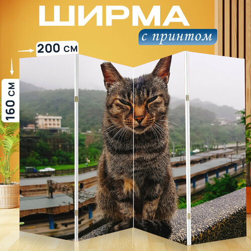 Ширма перегородка с принтом "Кошка, тайвань, животное" на холсте - 200x160 см. для зонирования, раскладная