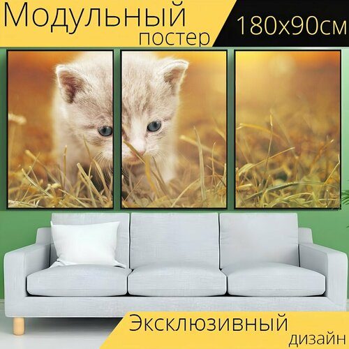Модульный постер "Кот, милый, кошка ребенок" 180 x 90 см. для интерьера