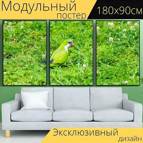 Модульный постер "Попугай, птица, перо" 180 x 90 см. для интерьера