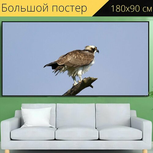 Большой постер "Скопа, птица, перья" 180 x 90 см. для интерьера