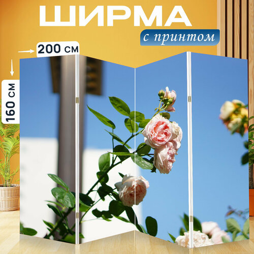 Ширма перегородка с принтом "Природа, цветок, роза" на холсте - 200x160 см. для зонирования, раскладная