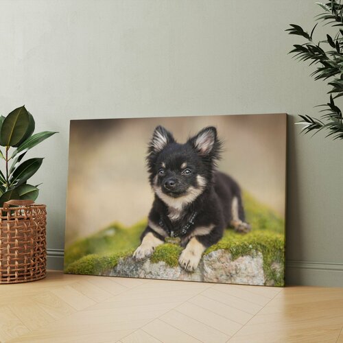 Картина на холсте "Маленькая черно-белая собака сидит на вершине покрытой мхом скалы" 80x100 см. Интерьерная, на стену.