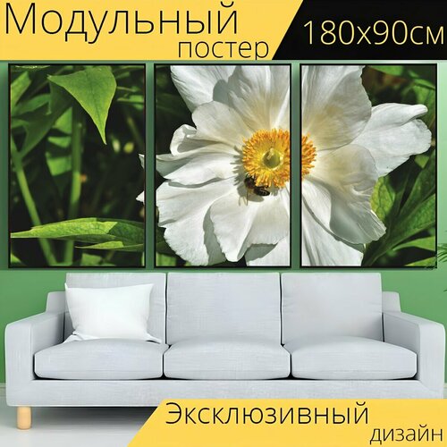 Модульный постер "Анемон, цвести, цветок" 180 x 90 см. для интерьера