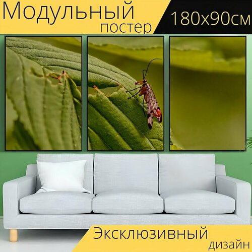 Модульный постер "Животное, насекомое, скорпион муха муж" 180 x 90 см. для интерьера