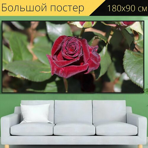 Большой постер "Роза, цветок, красивая" 180 x 90 см. для интерьера