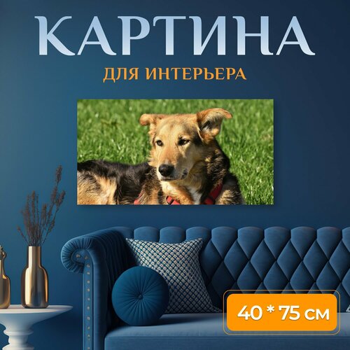 Картина на холсте "Собака, шерсть, животное" на подрамнике 75х40 см. для интерьера